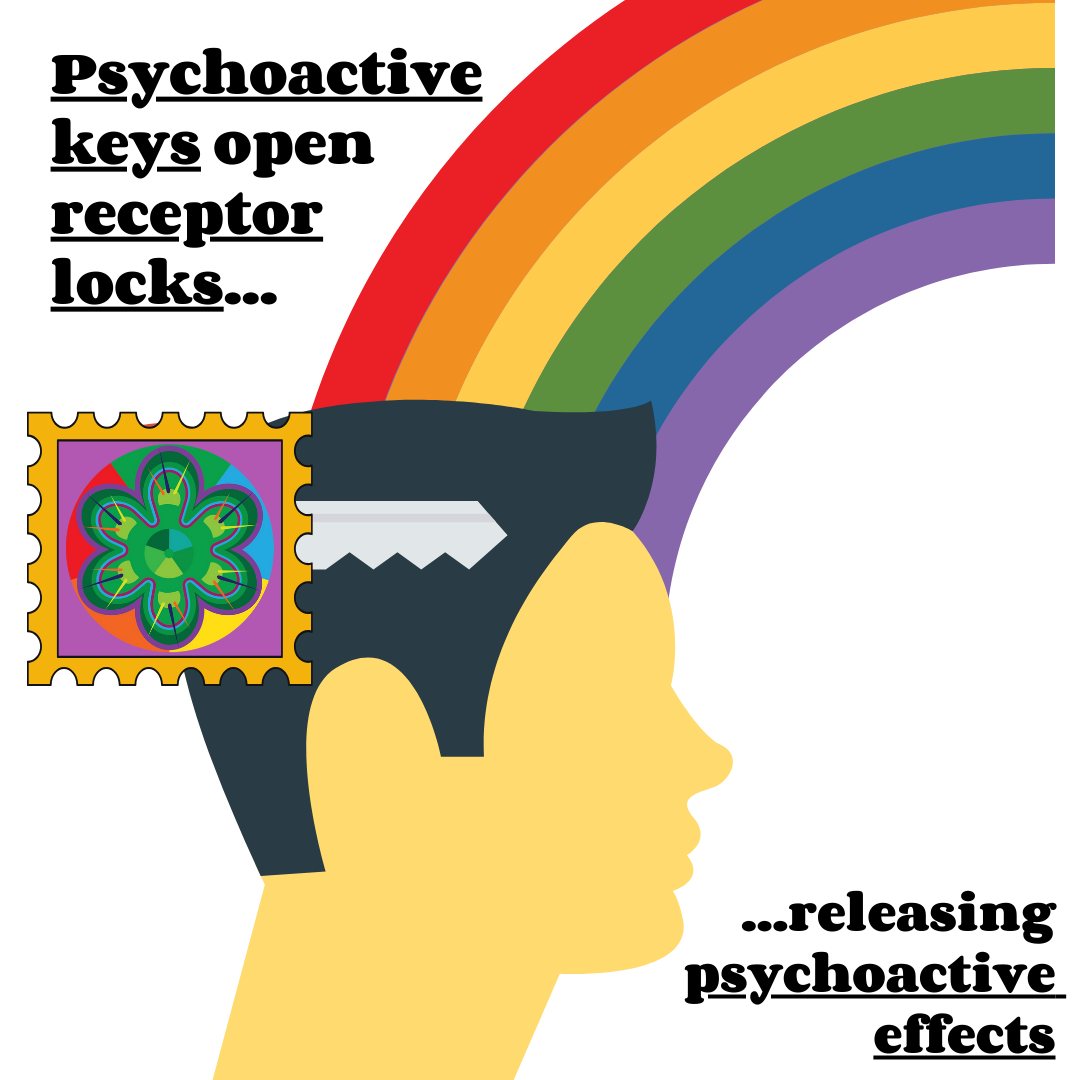 Psychoactive Plants 101 — The Mescaline Garden