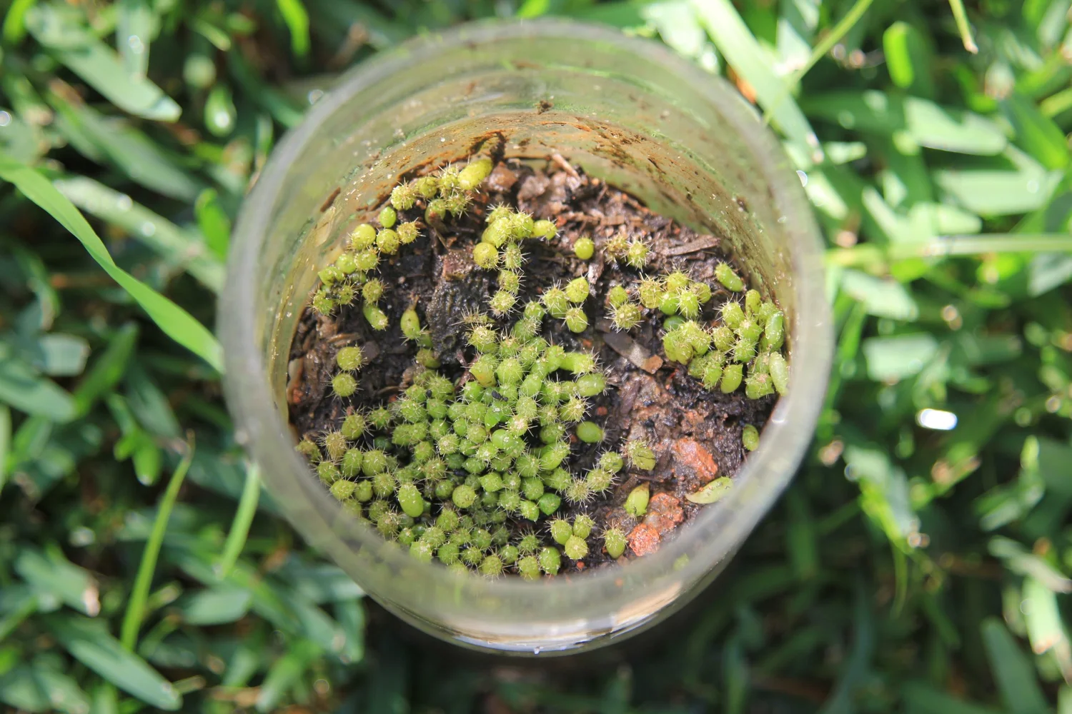 Shop — The Mescaline Garden