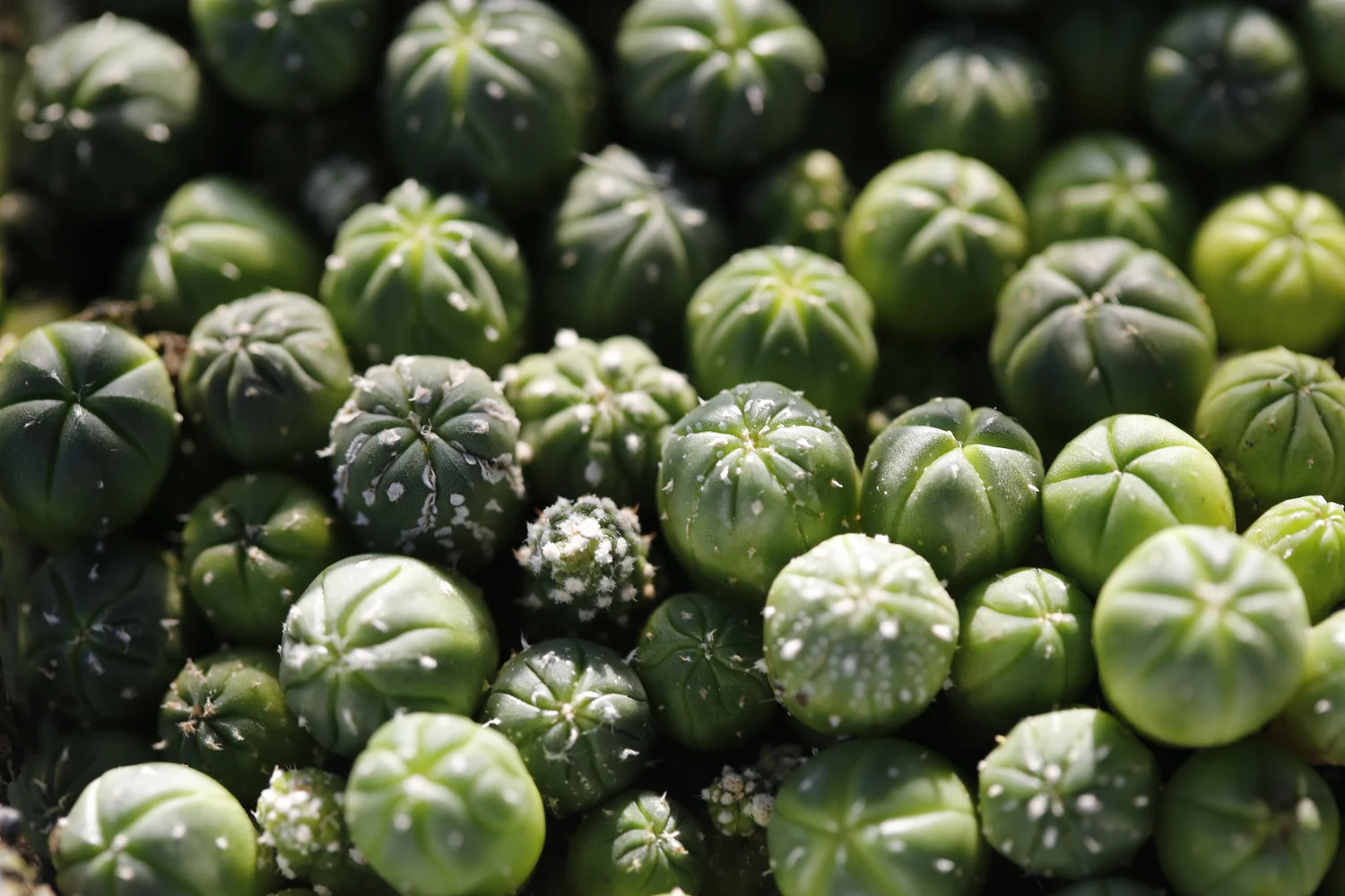 Library — The Mescaline Garden
