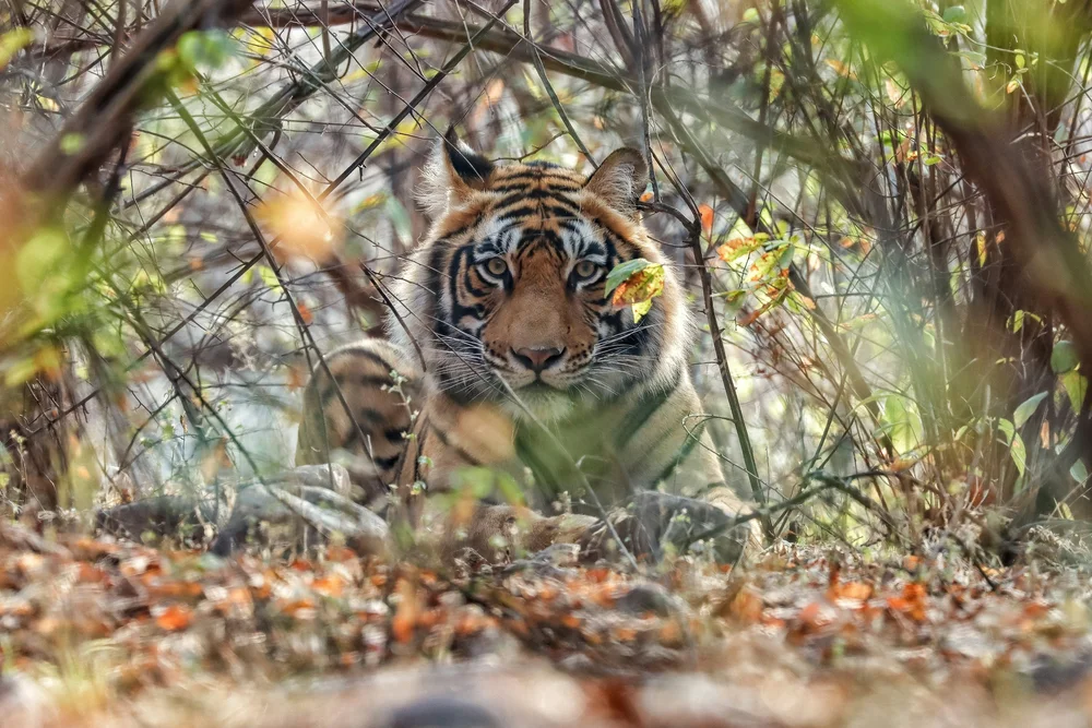 Art + Tiger Conservation - Limited Edition Release — Wildscapes Travel