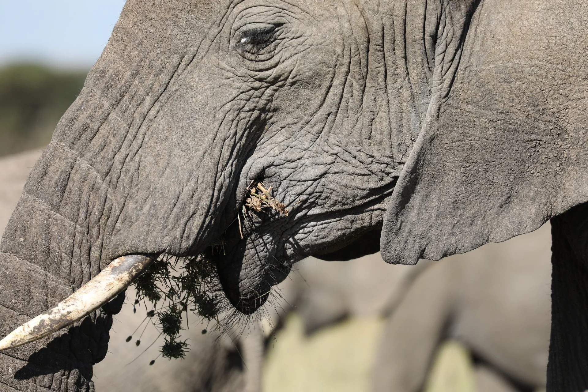 Where Giants Still Roam: Why Botswana is the Heartbeat of Elephant ...