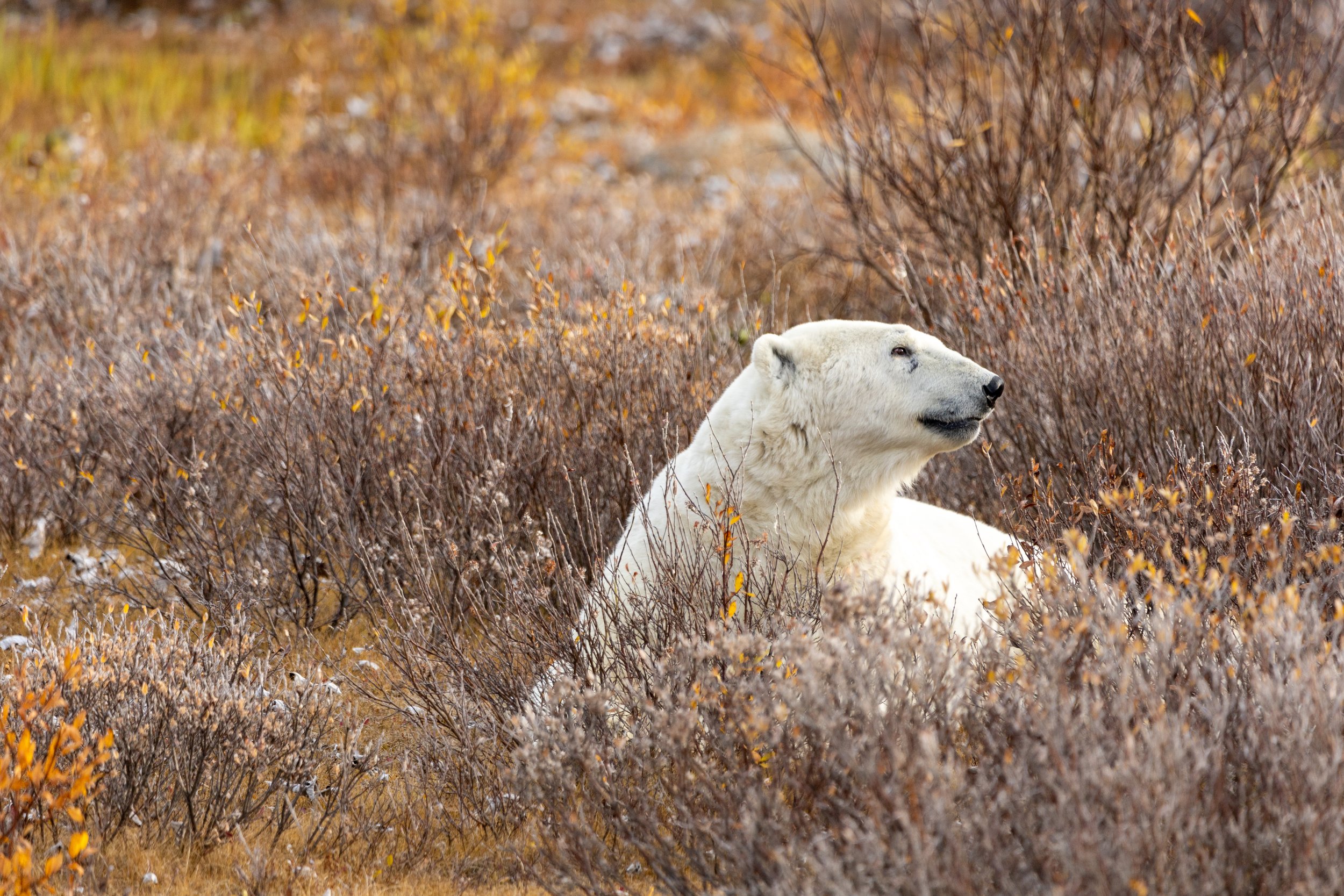 In Focus: Arctic Safari — Wildscapes Travel
