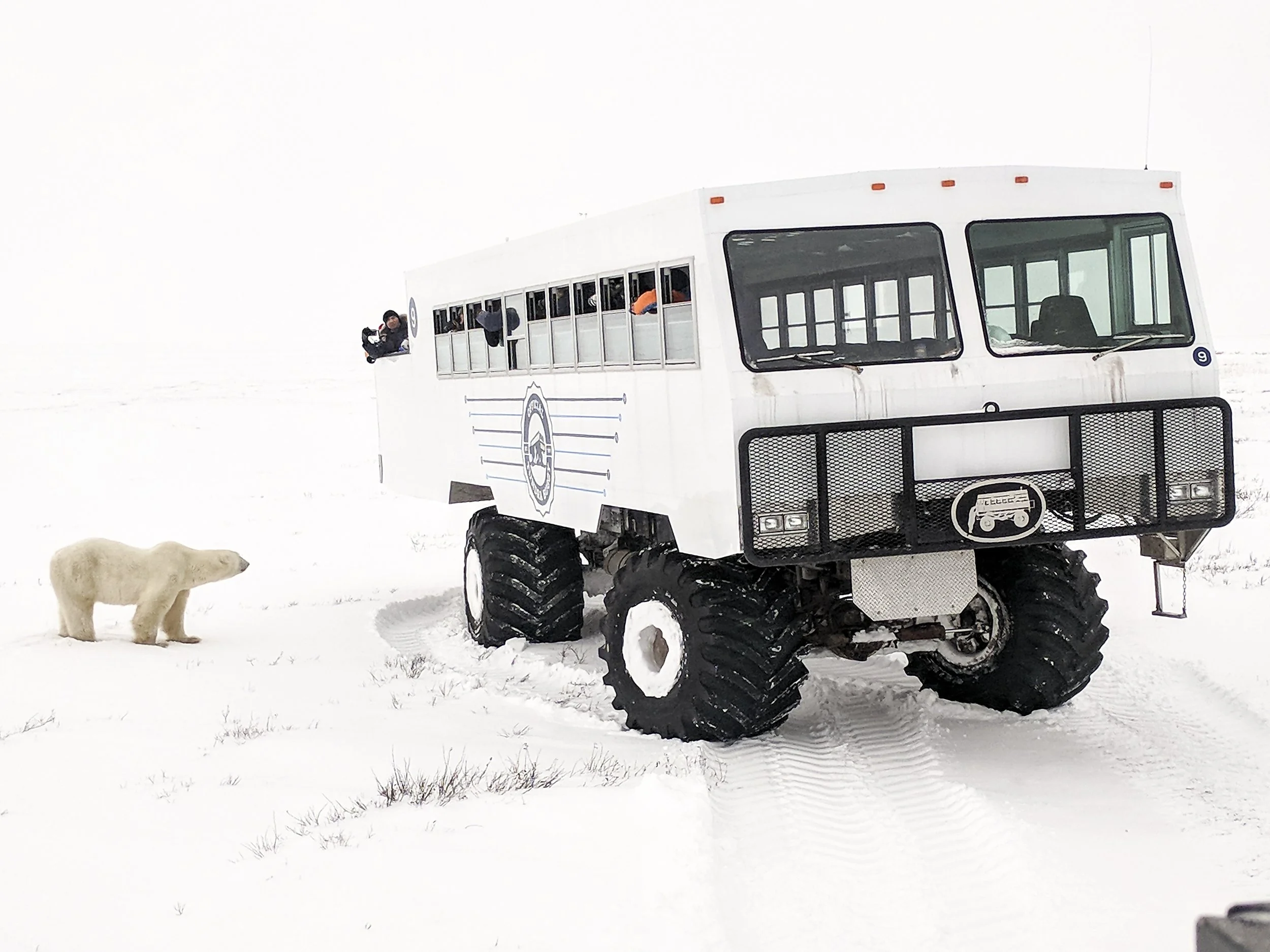 In Focus: Arctic Safari — Wildscapes Travel