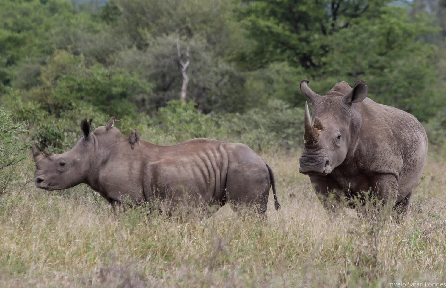 Rhino Conservation: Our Ongoing Commitment at Wildscapes Foundation ...
