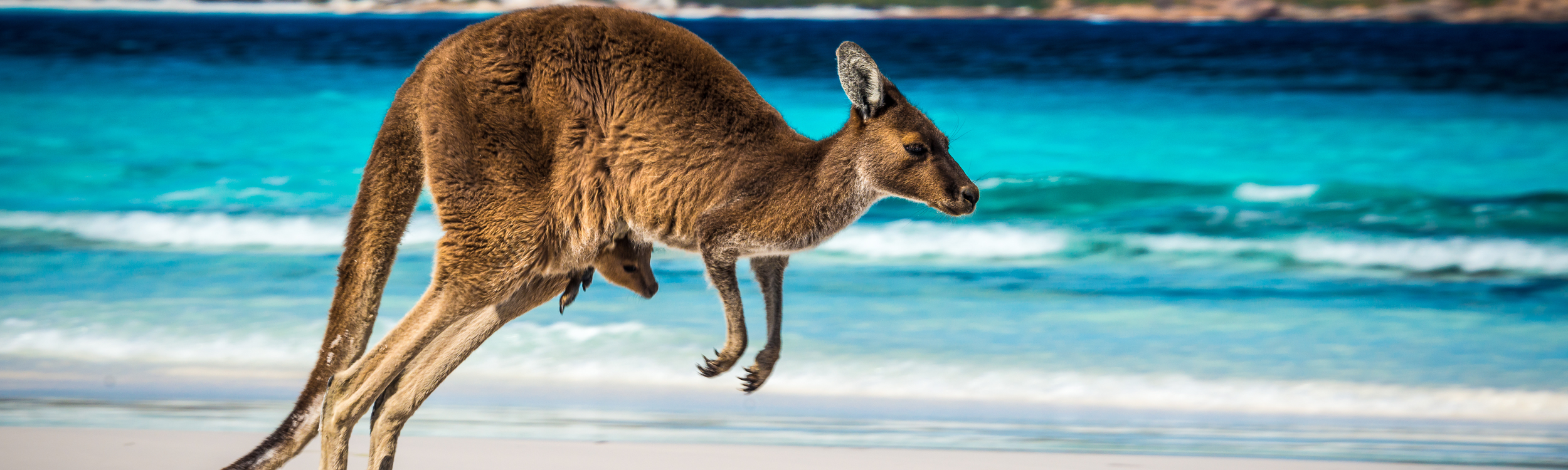PUMA AND NIKE DROP KANGAROO SKIN — EcoVegAnimals