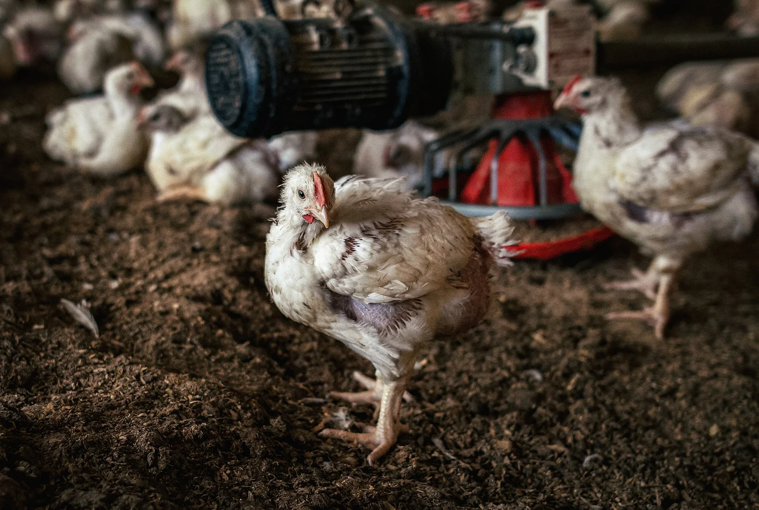 CHICKEN REVOLUTION — EcoVegAnimals