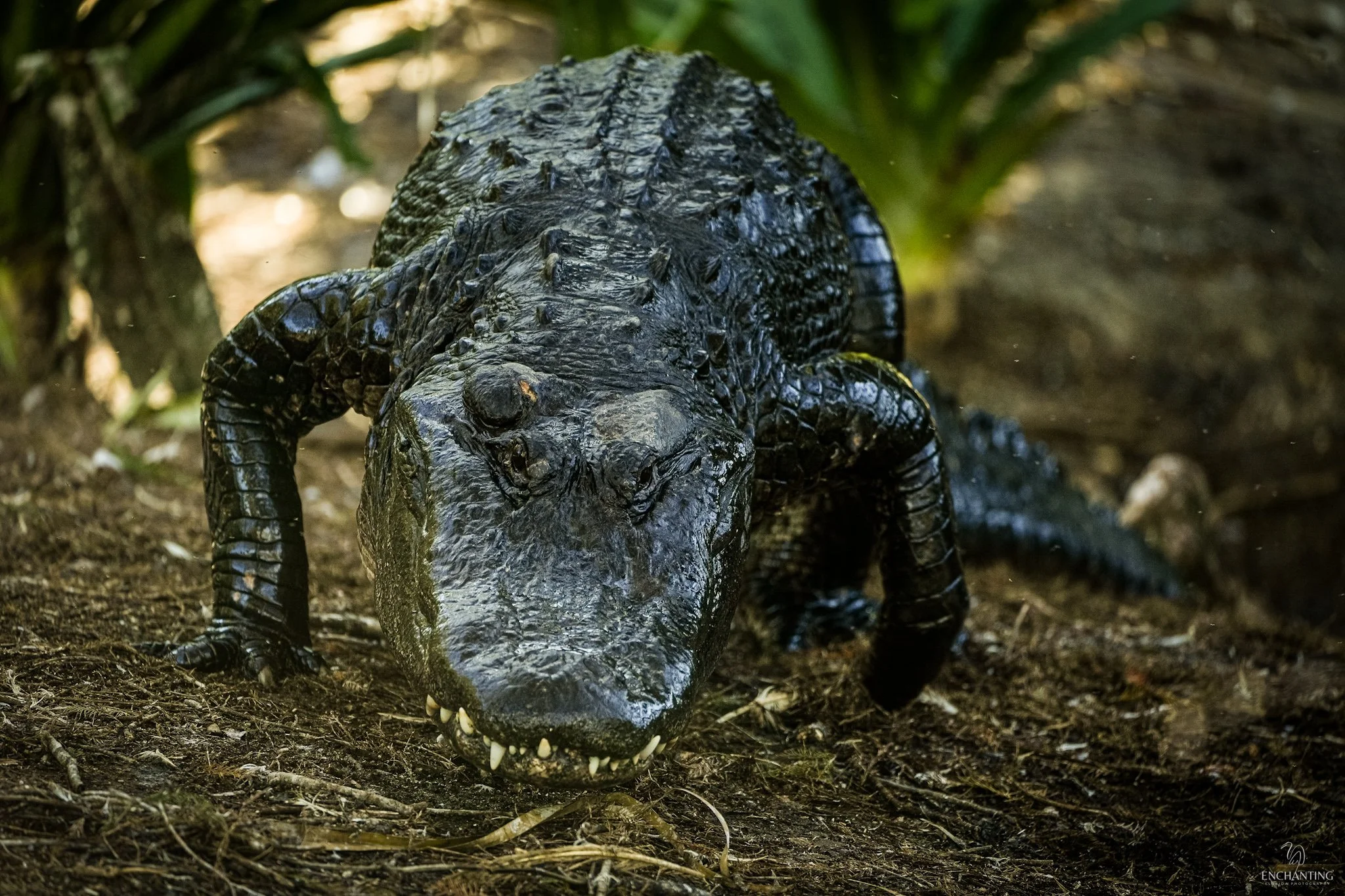 Wordless Wednesday #18: A Morning at the St. Augustine Alligator Farm ...