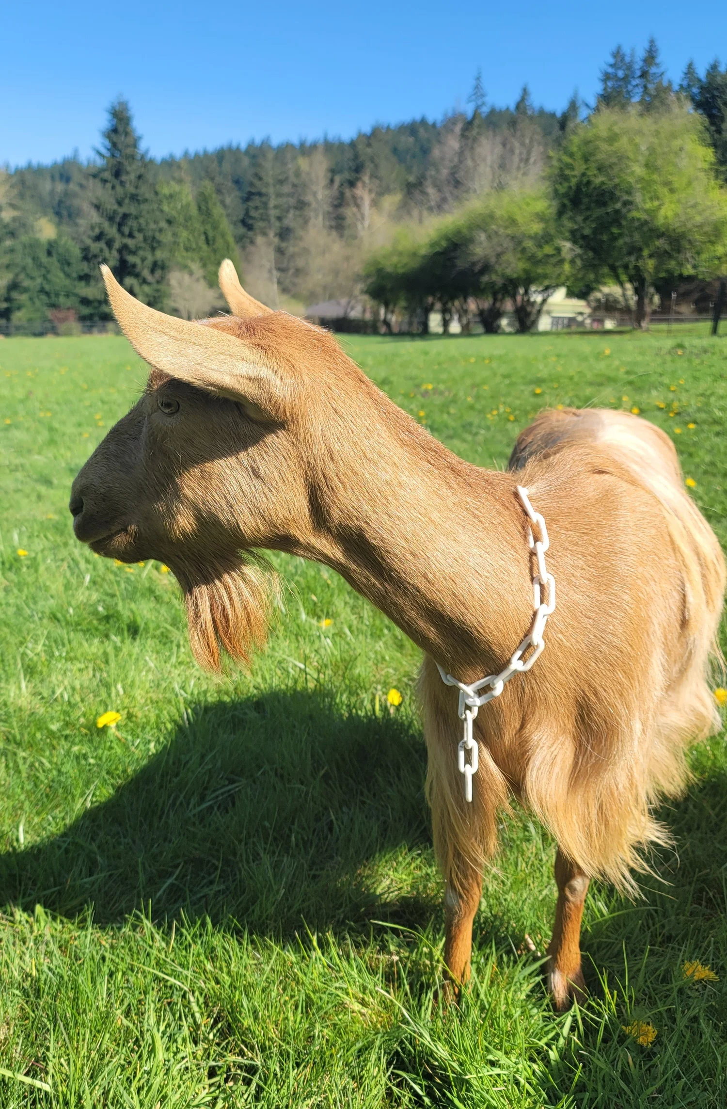GUERNSEY GOAT BREEDERS OF AMERICA
