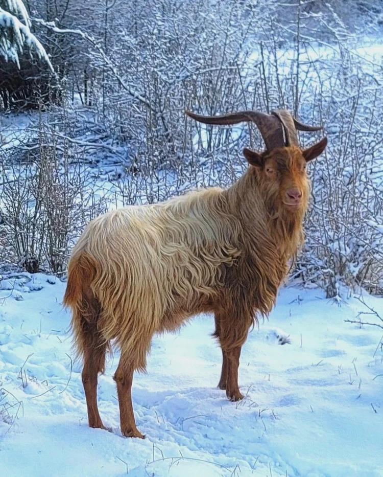 GUERNSEY GOAT BREEDERS OF AMERICA