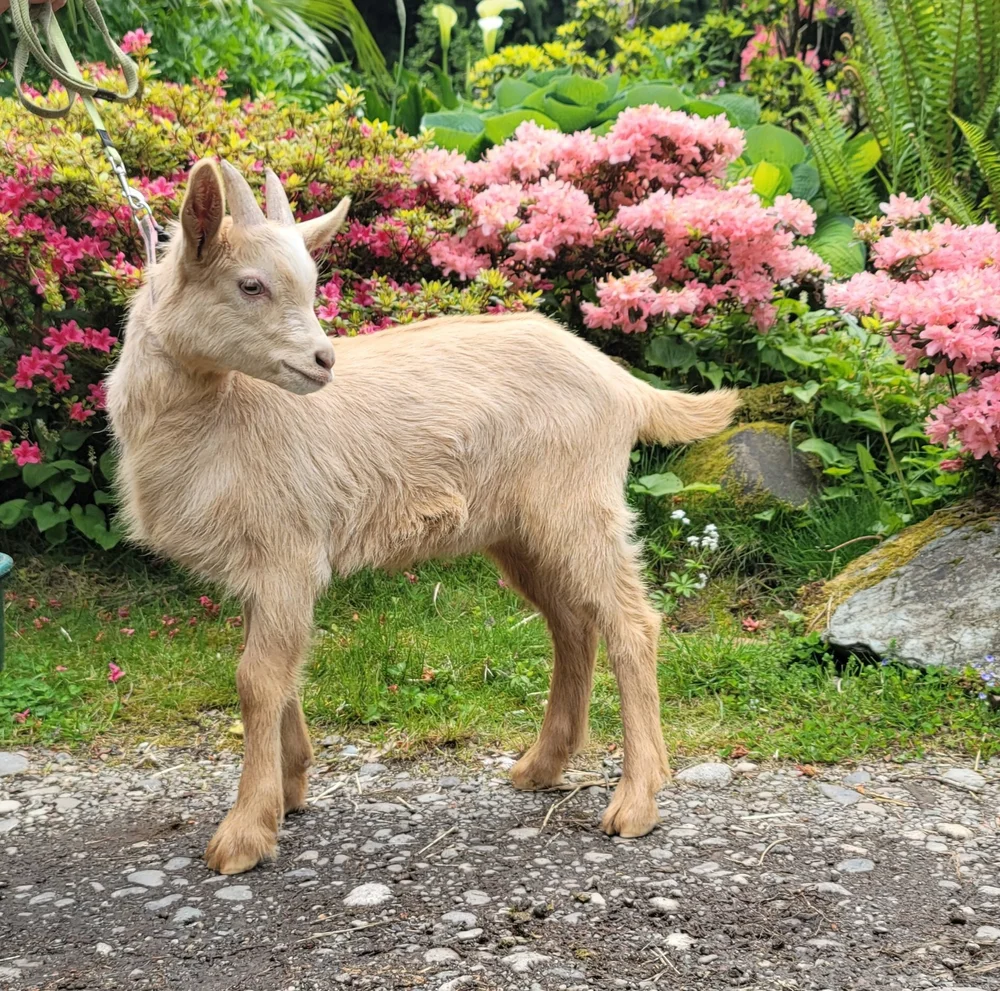 GUERNSEY GOAT BREEDERS OF AMERICA