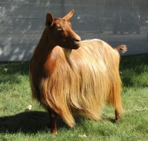 GUERNSEY GOAT BREEDERS OF AMERICA