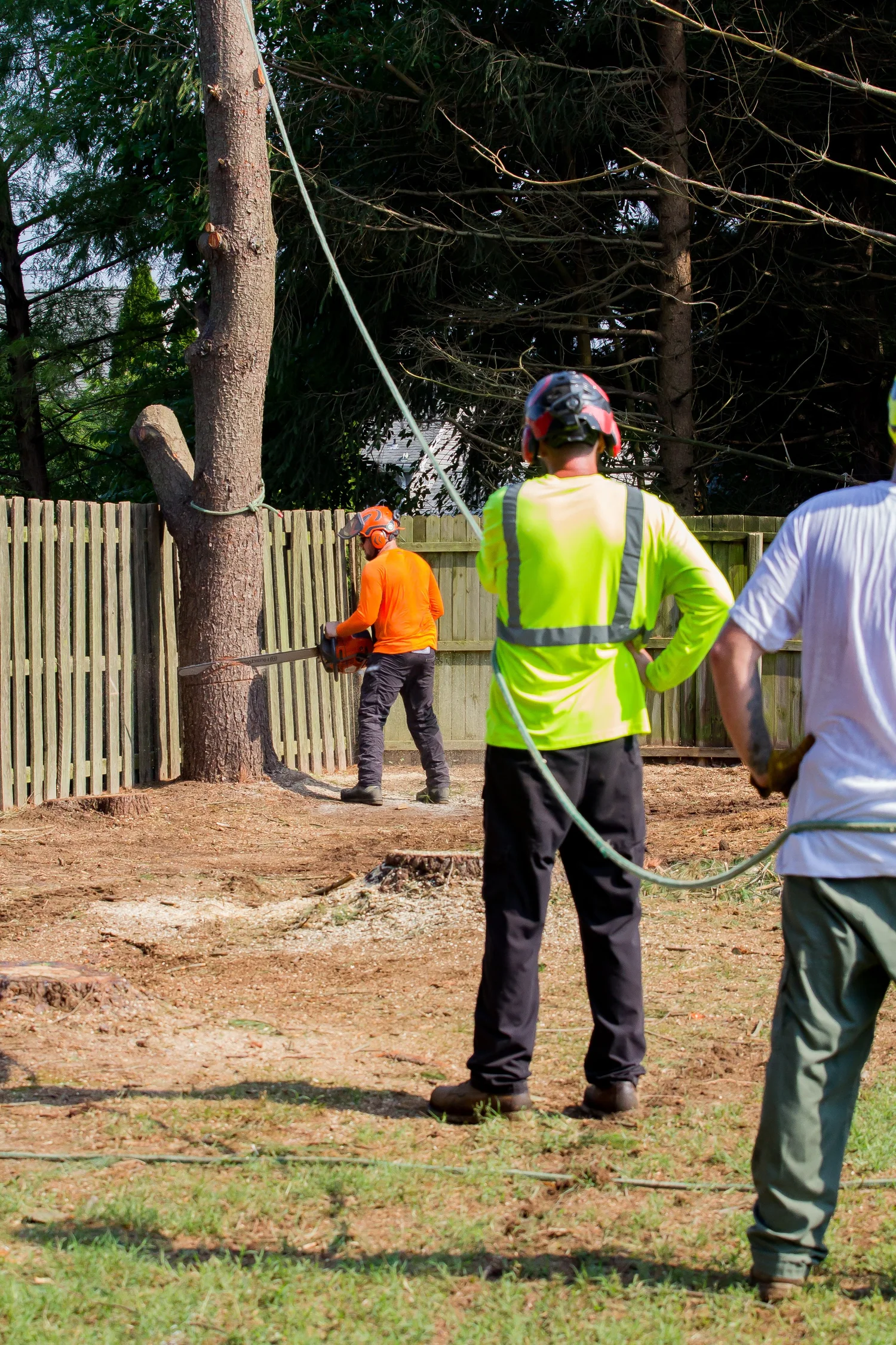 Ankor Tree Experts | Tree Removal | ISA Certified Arborist | Maryland ...