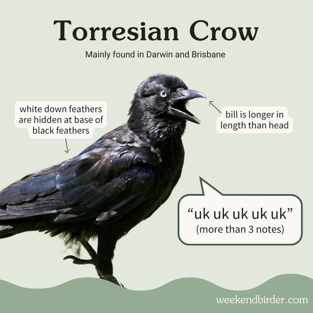 Crows and Ravens ID Guide | Weekend Birder
