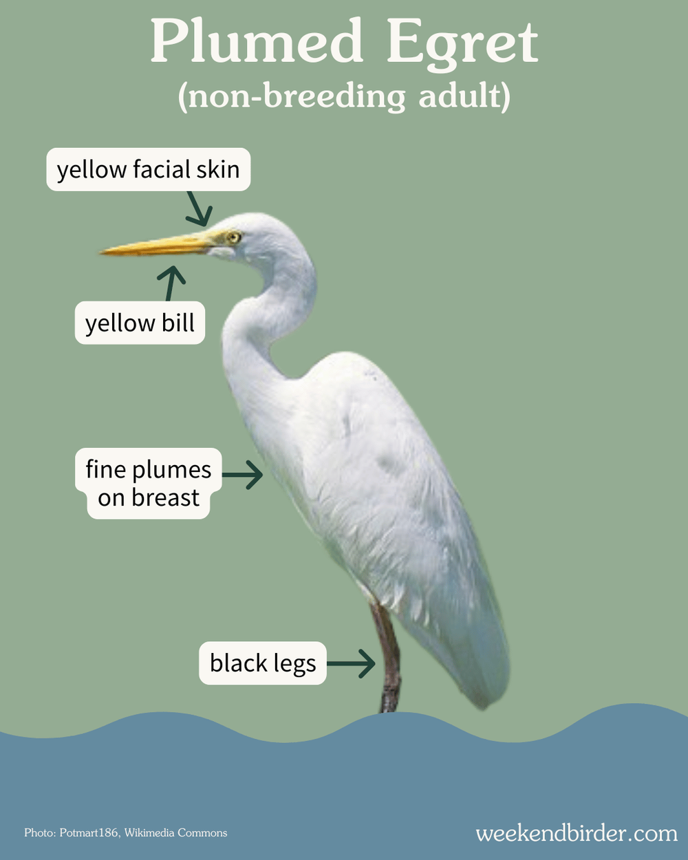 Identify Australian Egrets | Weekend Birder