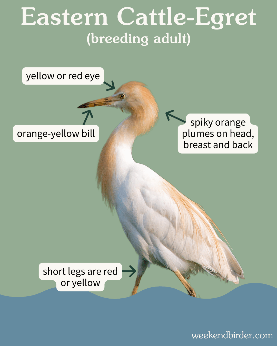 Identify Australian Egrets | Weekend Birder