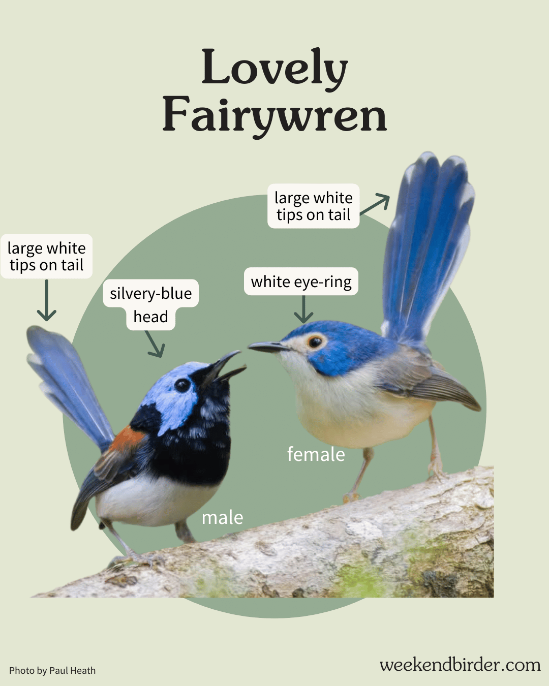 Identify Australian Fairywrens | Weekend Birder