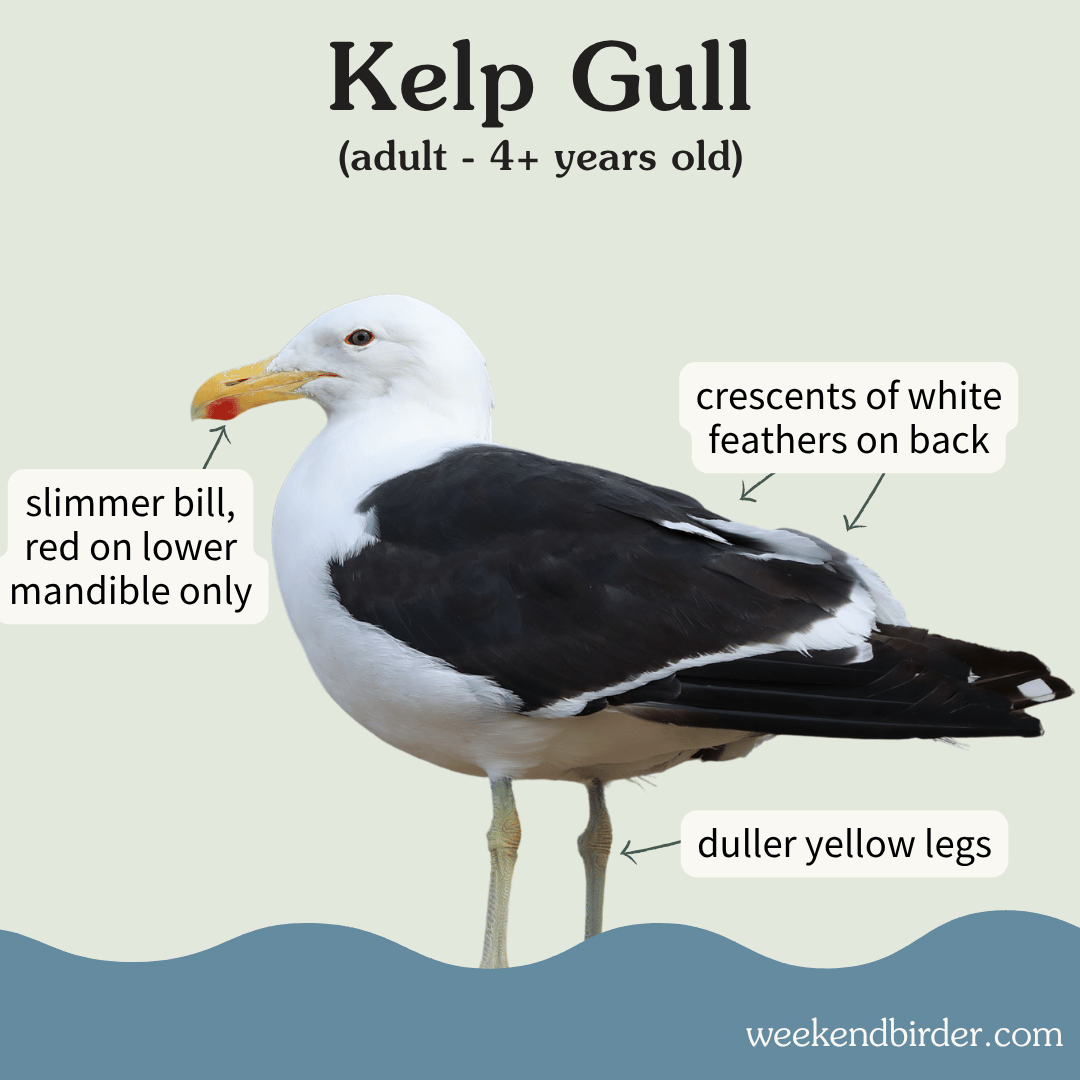 Identify Australian Gulls | Weekend Birder