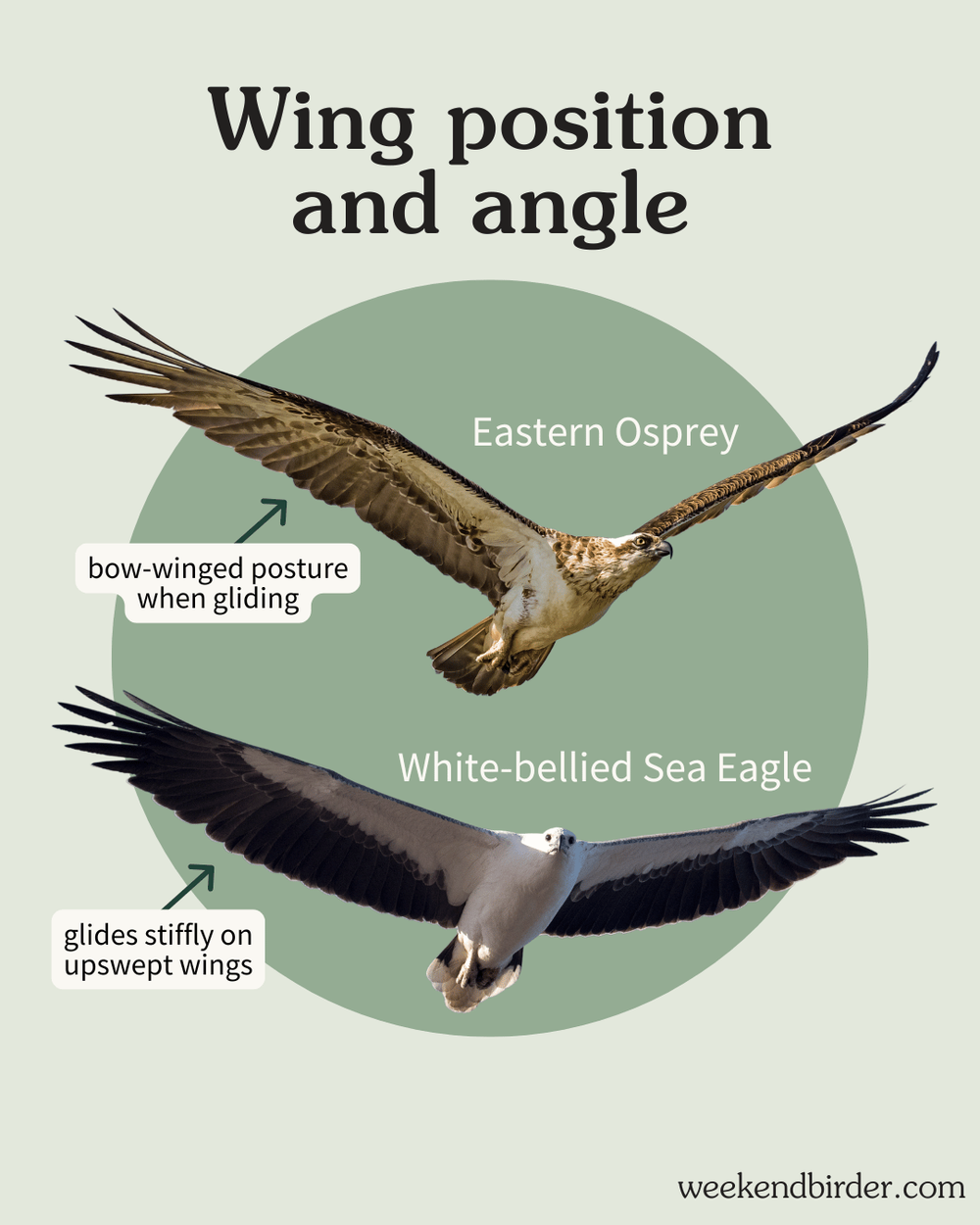 Identify Birds of Prey | Weekend Birder