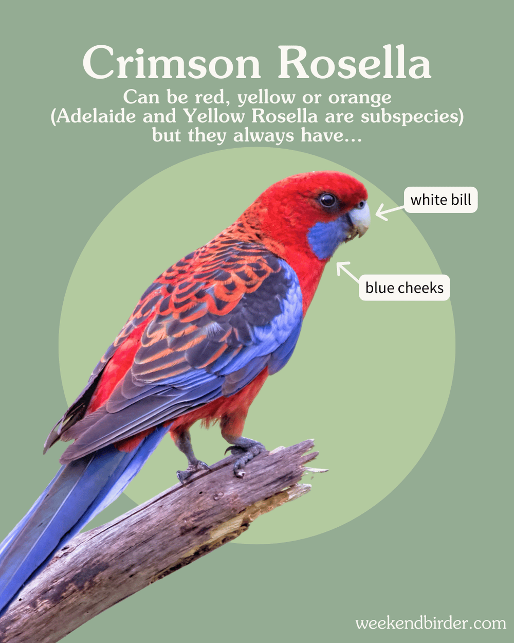 Identify Australian Rosellas | Weekend Birder