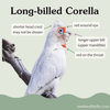 Identify Australian Corellas | Weekend Birder