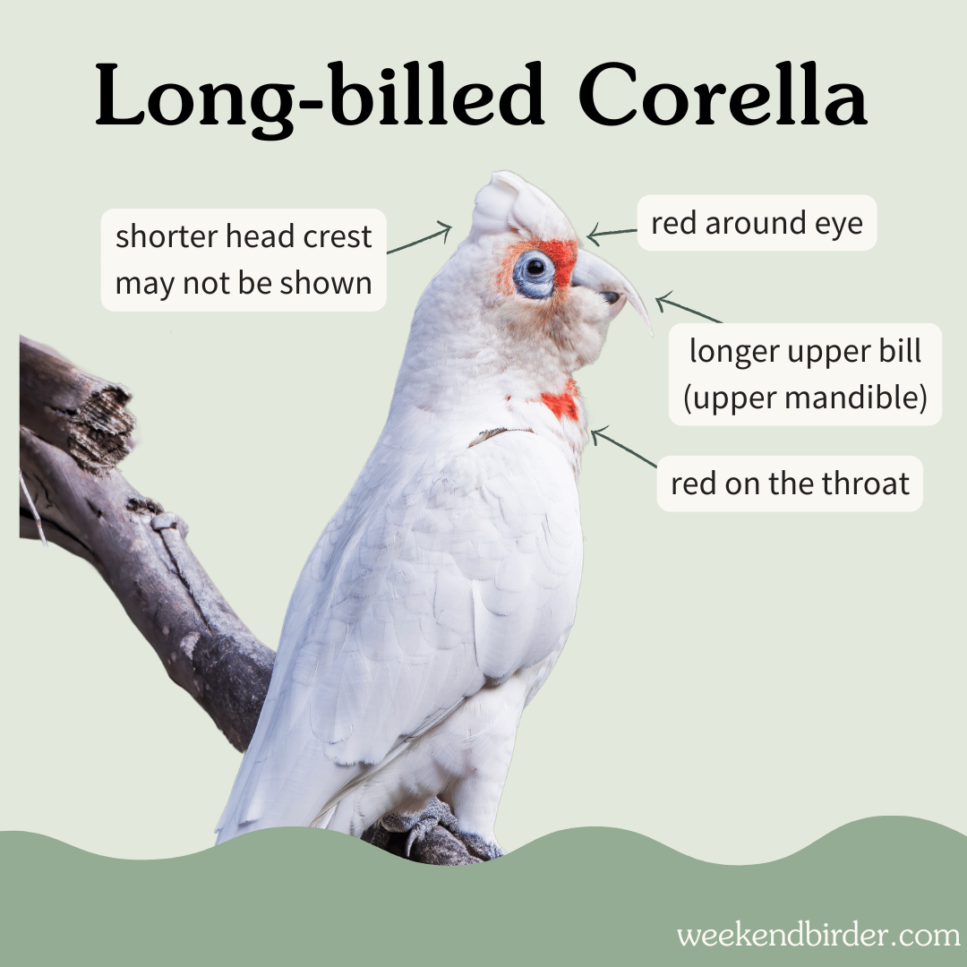 Identify Australian Corellas | Weekend Birder