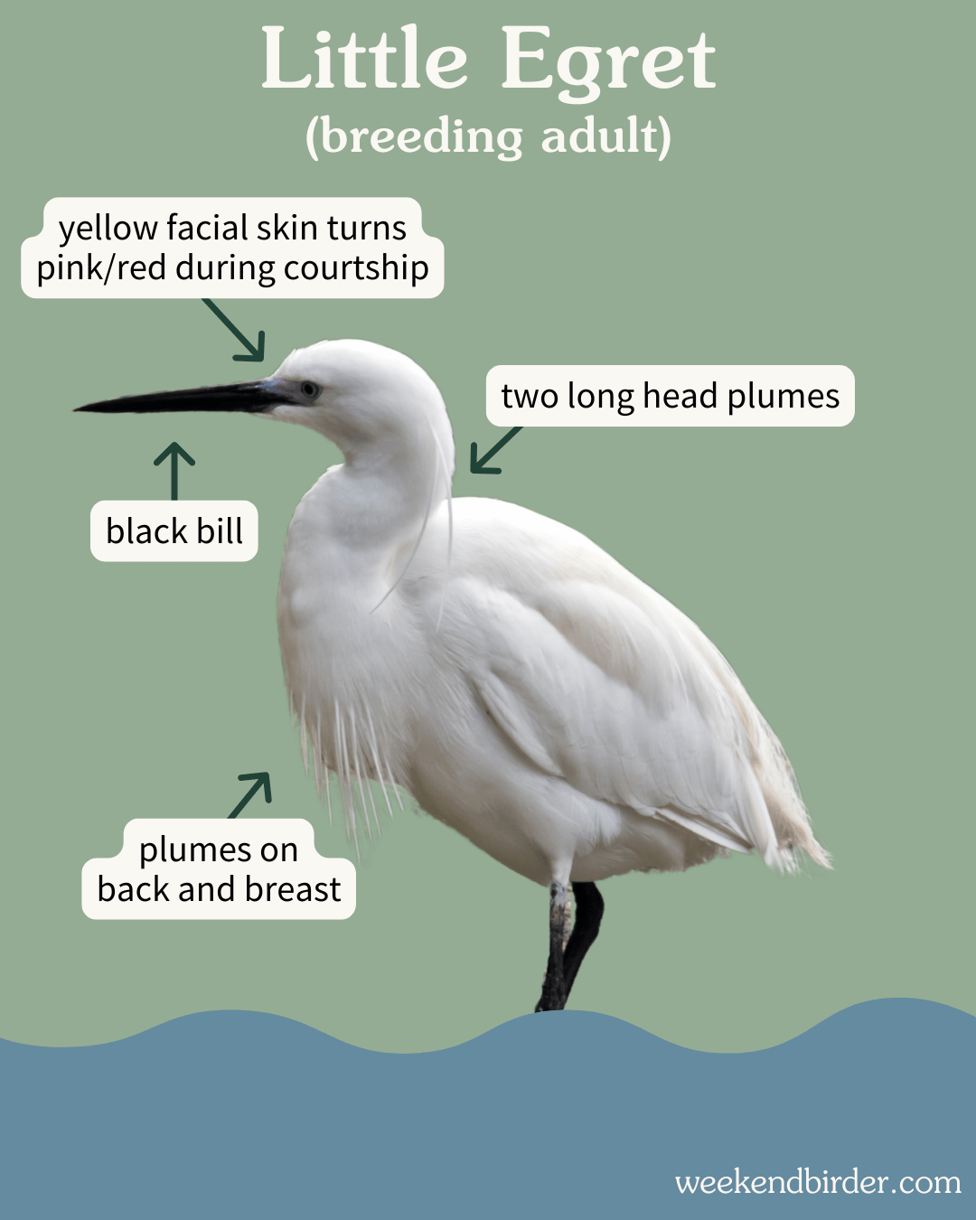 Egrets of Australia ID Guide | Weekend Birder