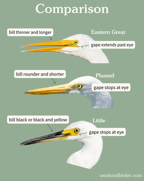 Identify Australian Egrets | Weekend Birder