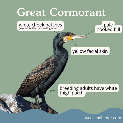 Cormorants of Australia ID Guide | Weekend Birder