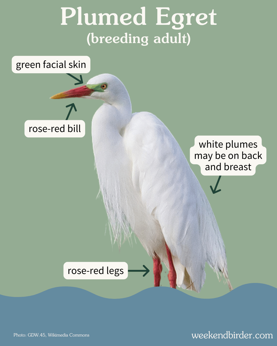 Identify Australian Egrets | Weekend Birder