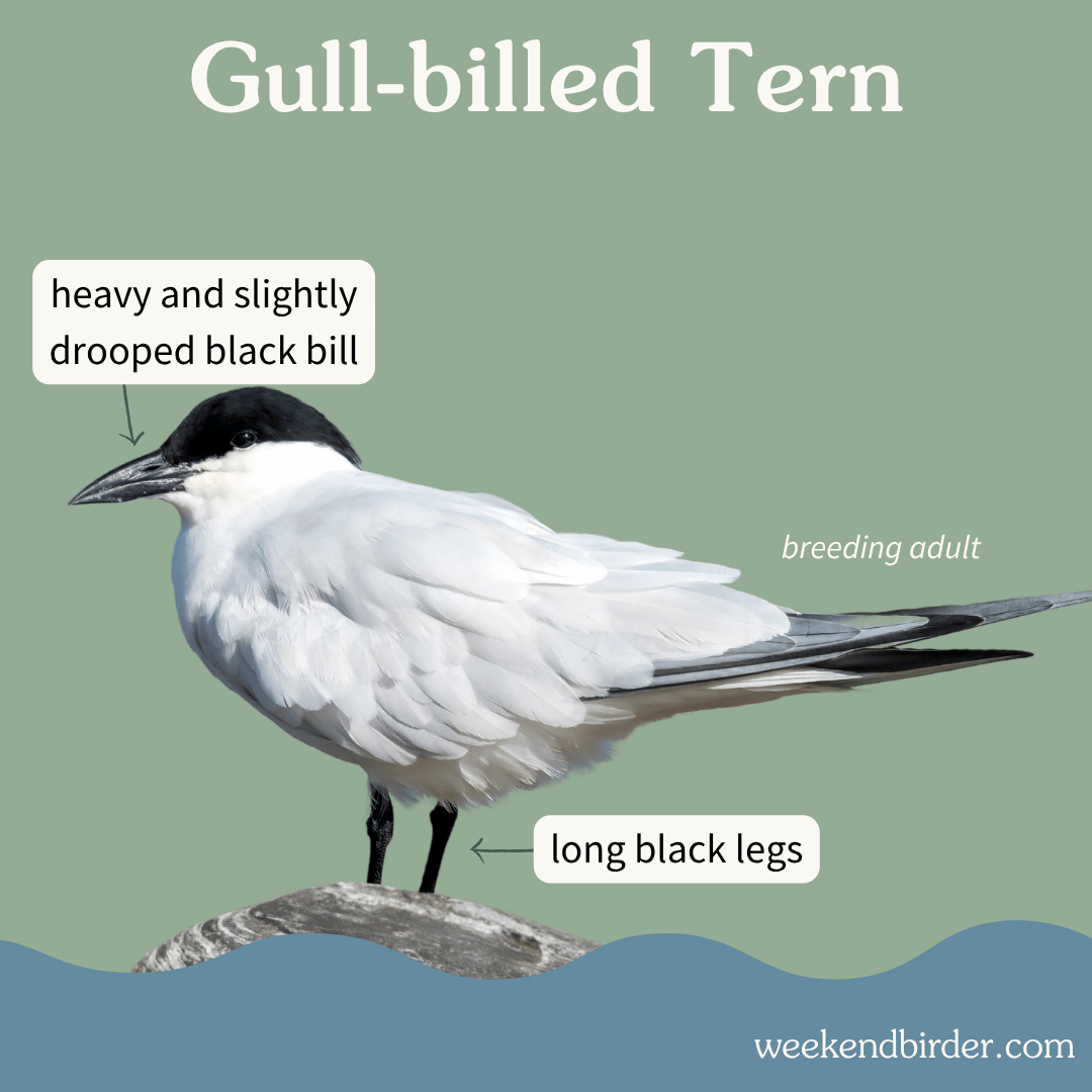 Identify Australian Terns | Weekend Birder