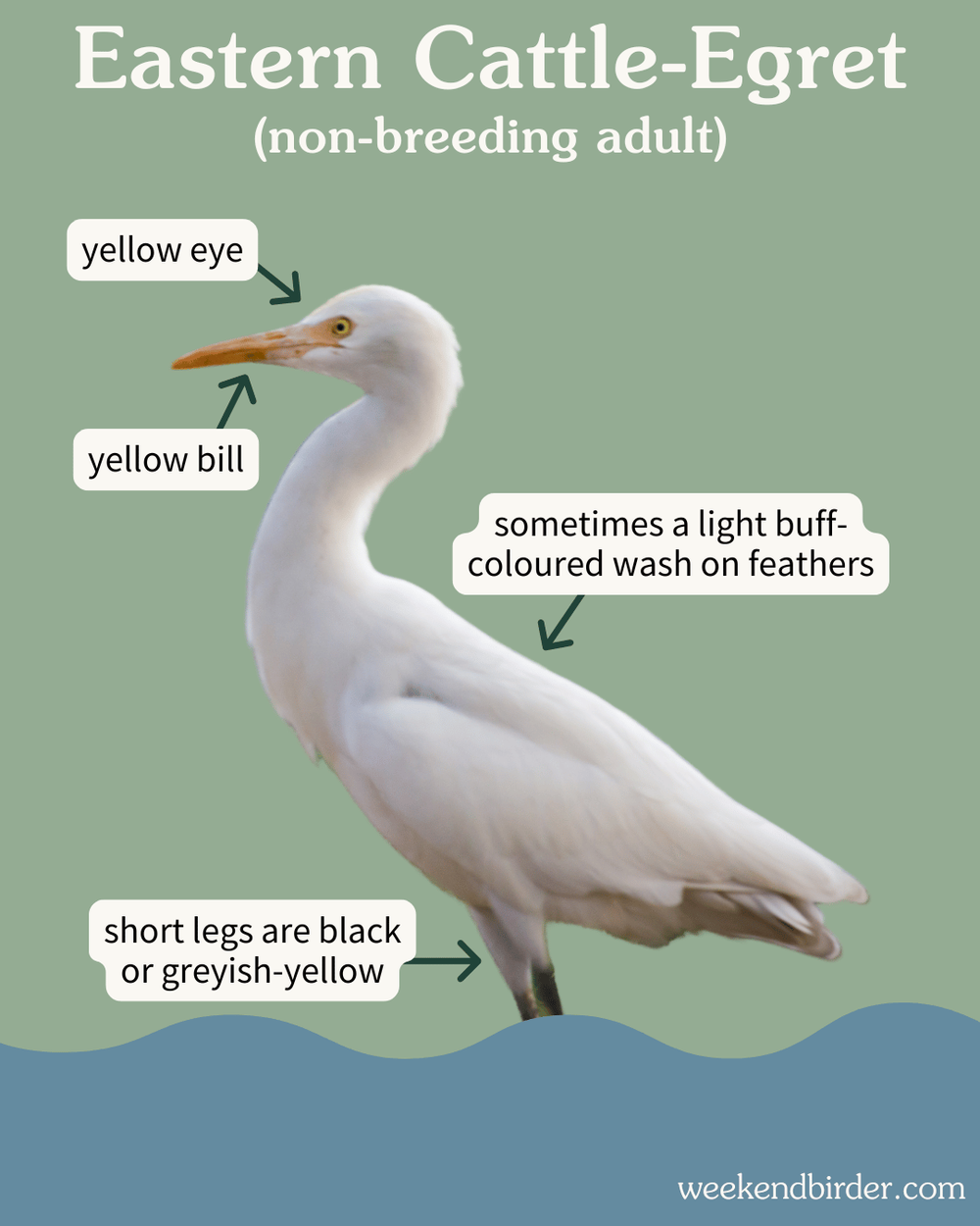 Identify Australian Egrets | Weekend Birder