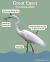 Identify Australian Egrets | Weekend Birder