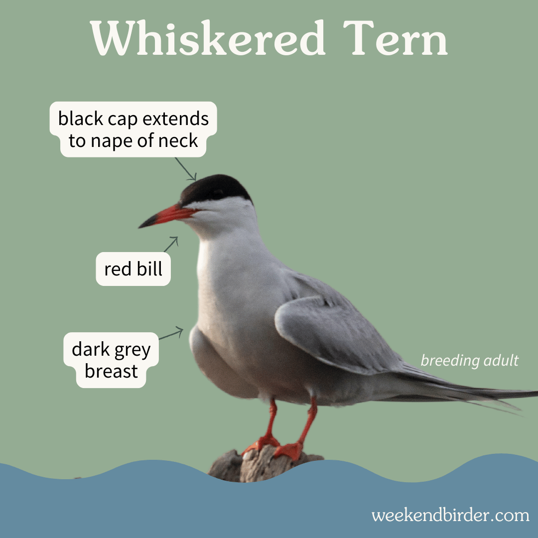 Identify Australian Terns | Weekend Birder