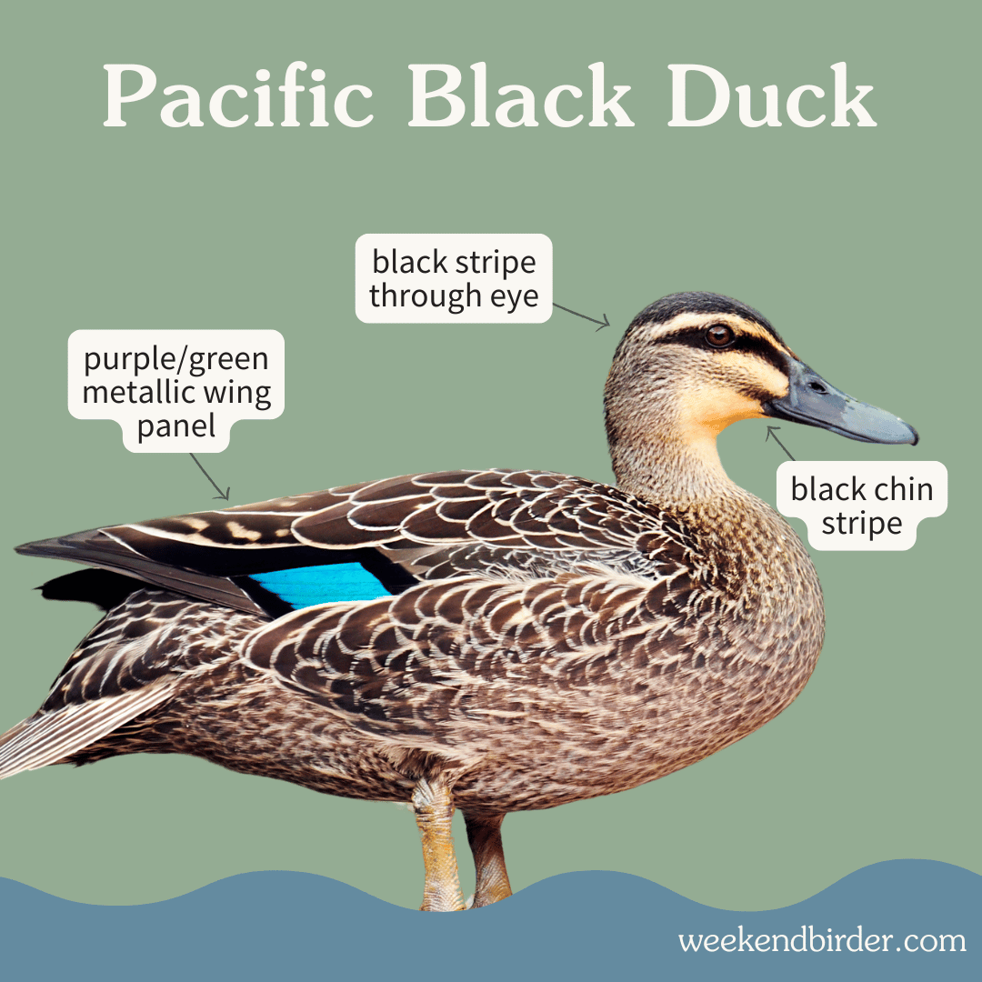 Identify Australian Ducks | Weekend Birder