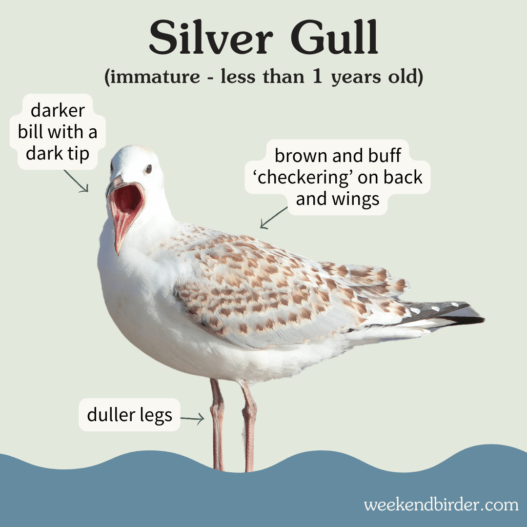 Identify Australian Gulls | Weekend Birder