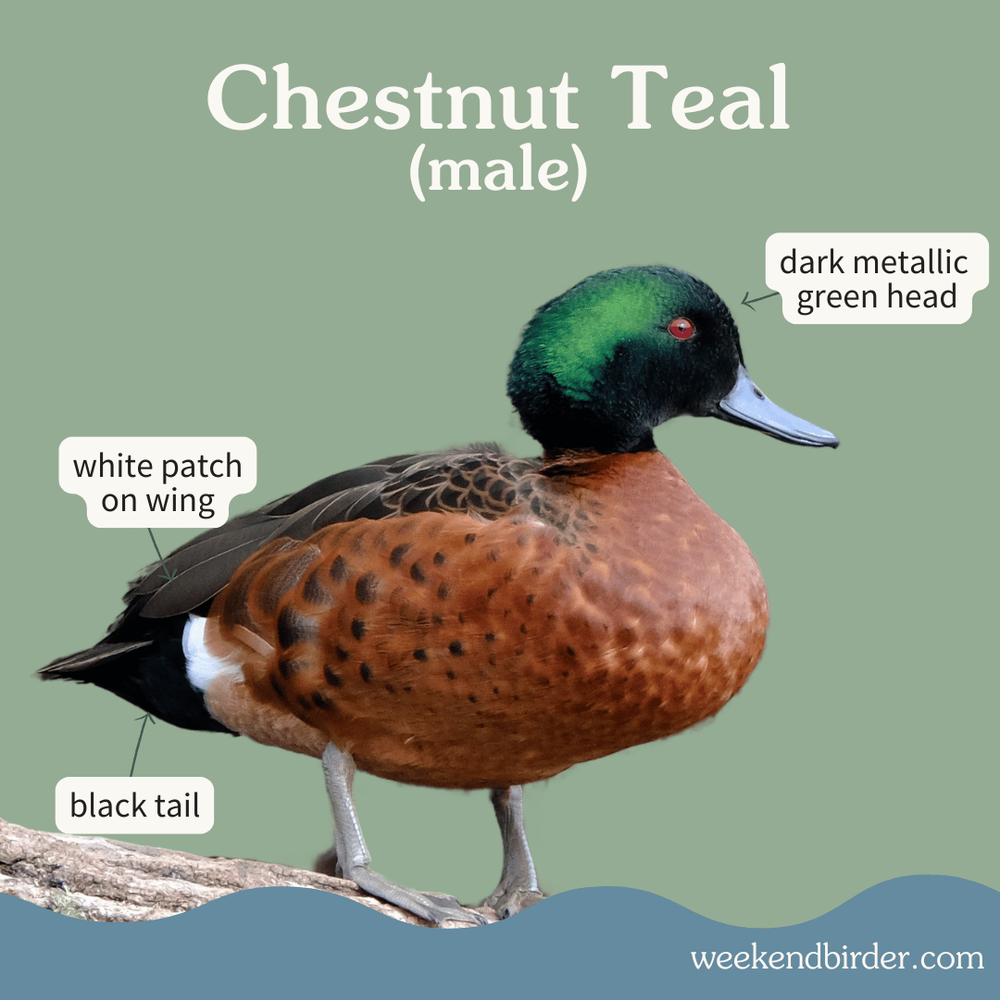 Identify Australian Ducks | Weekend Birder
