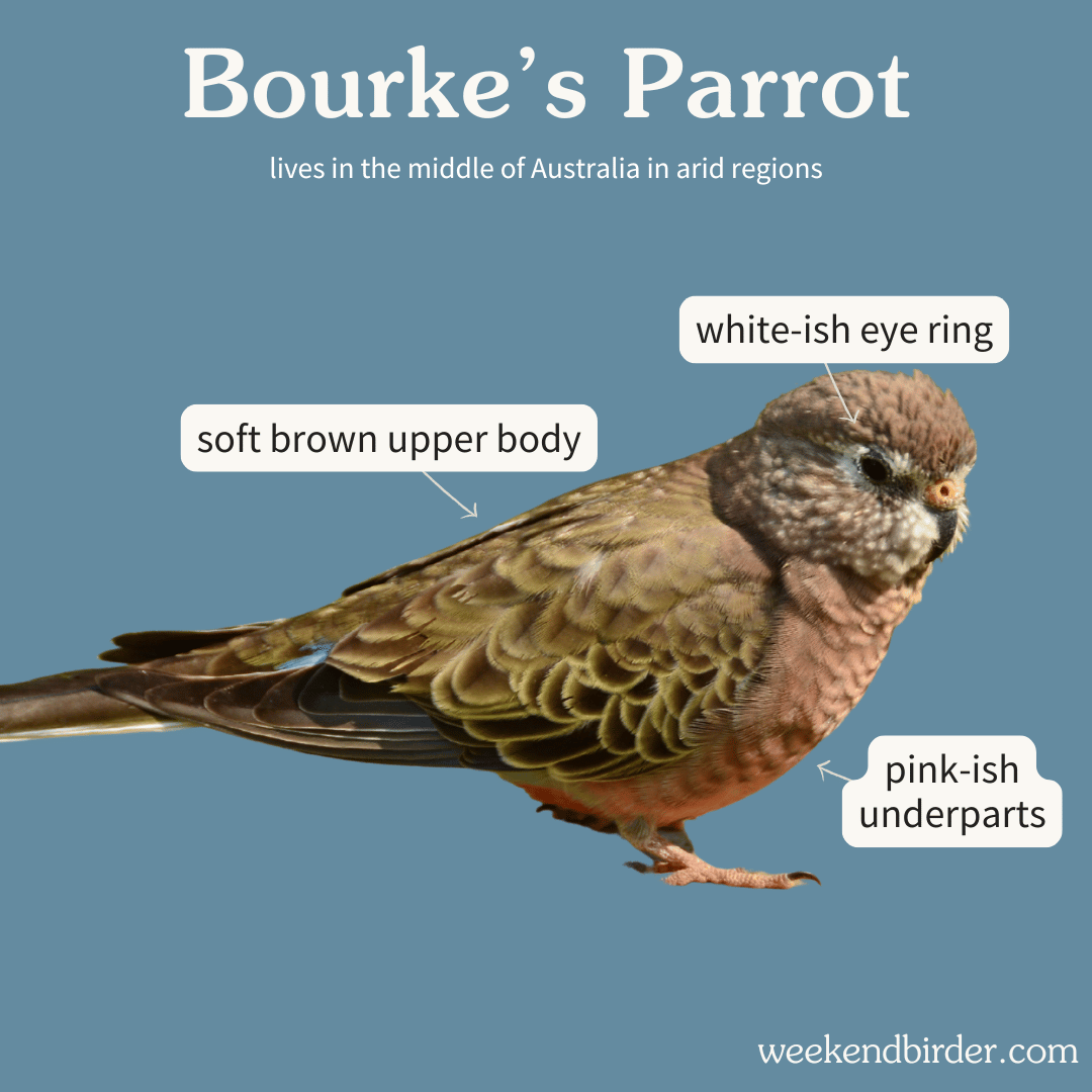 Identify Australian Parrots | Weekend Birder