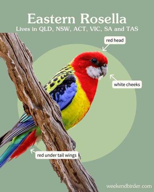 Identify Australian Rosellas | Weekend Birder