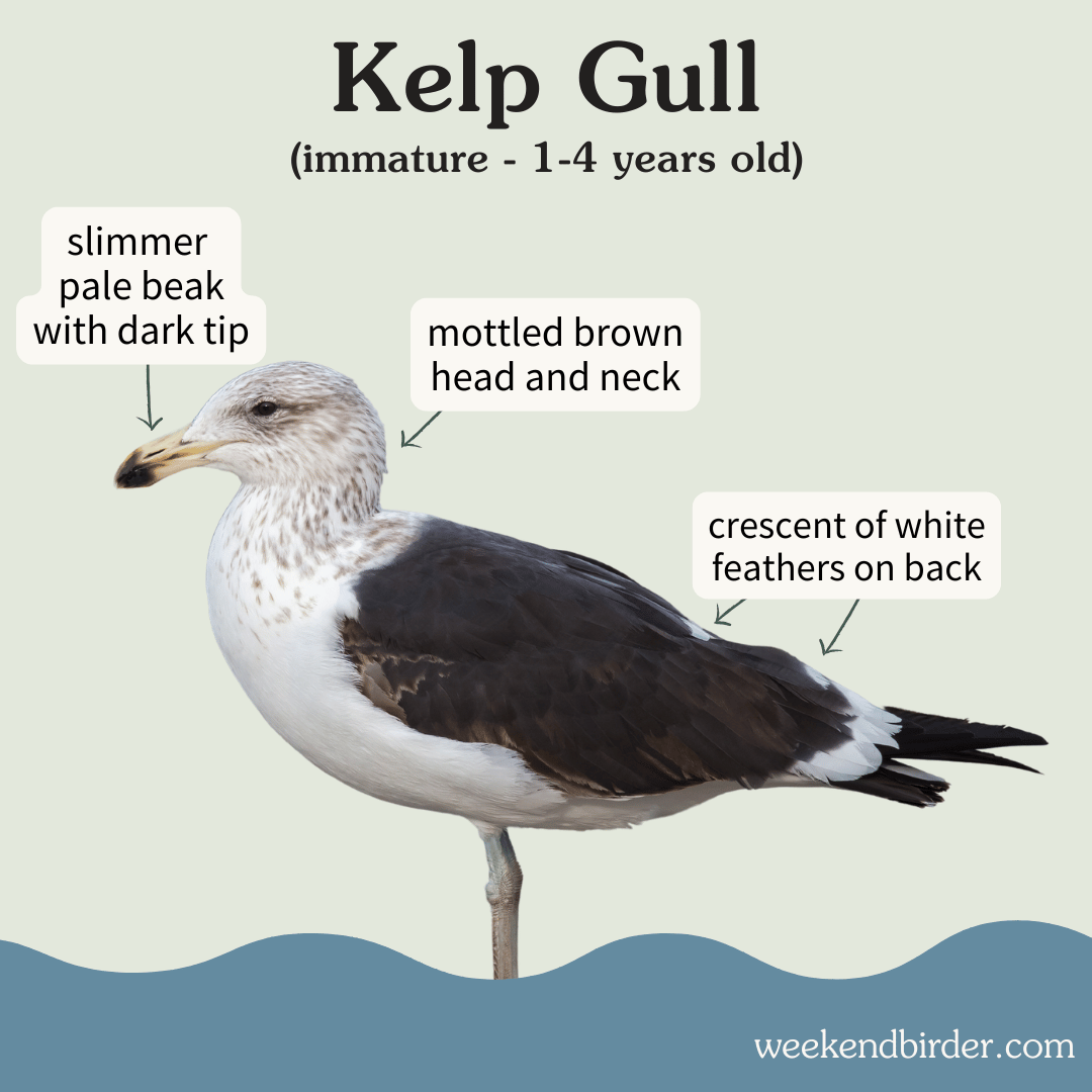 Identify Australian Gulls | Weekend Birder