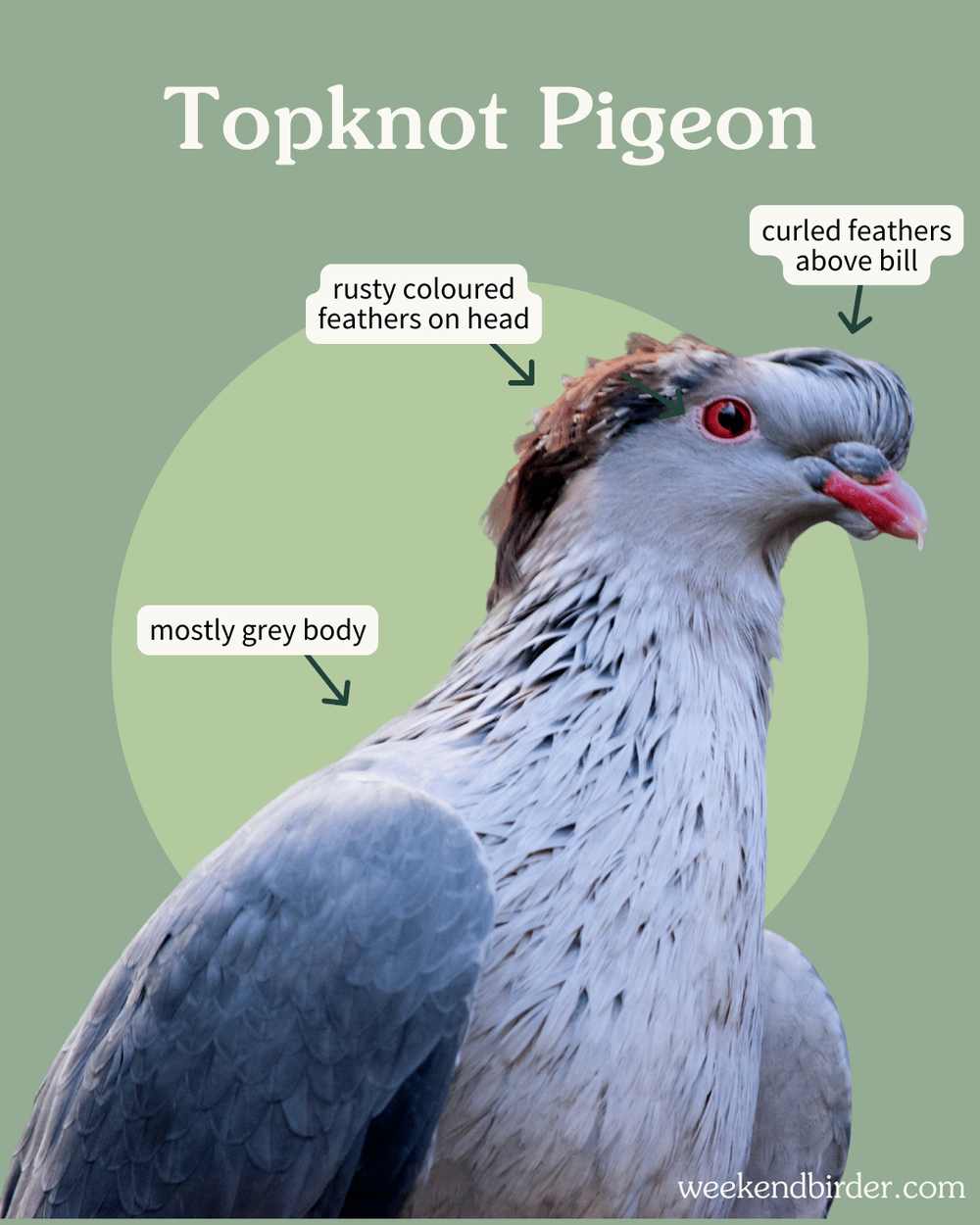 Pigeons and Doves ID Guide | Weekend Birder