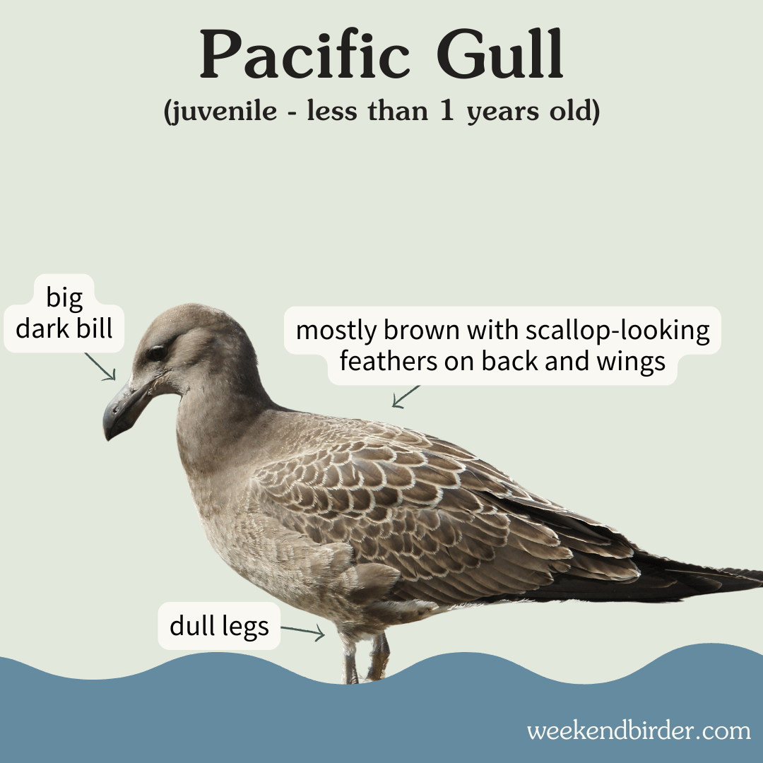 Identify Australian Gulls | Weekend Birder