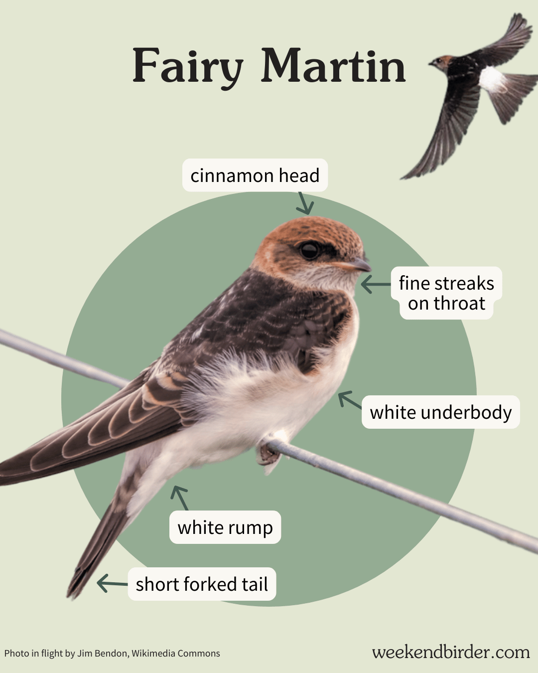 Martins and Swallows ID Guide | Weekend Birder
