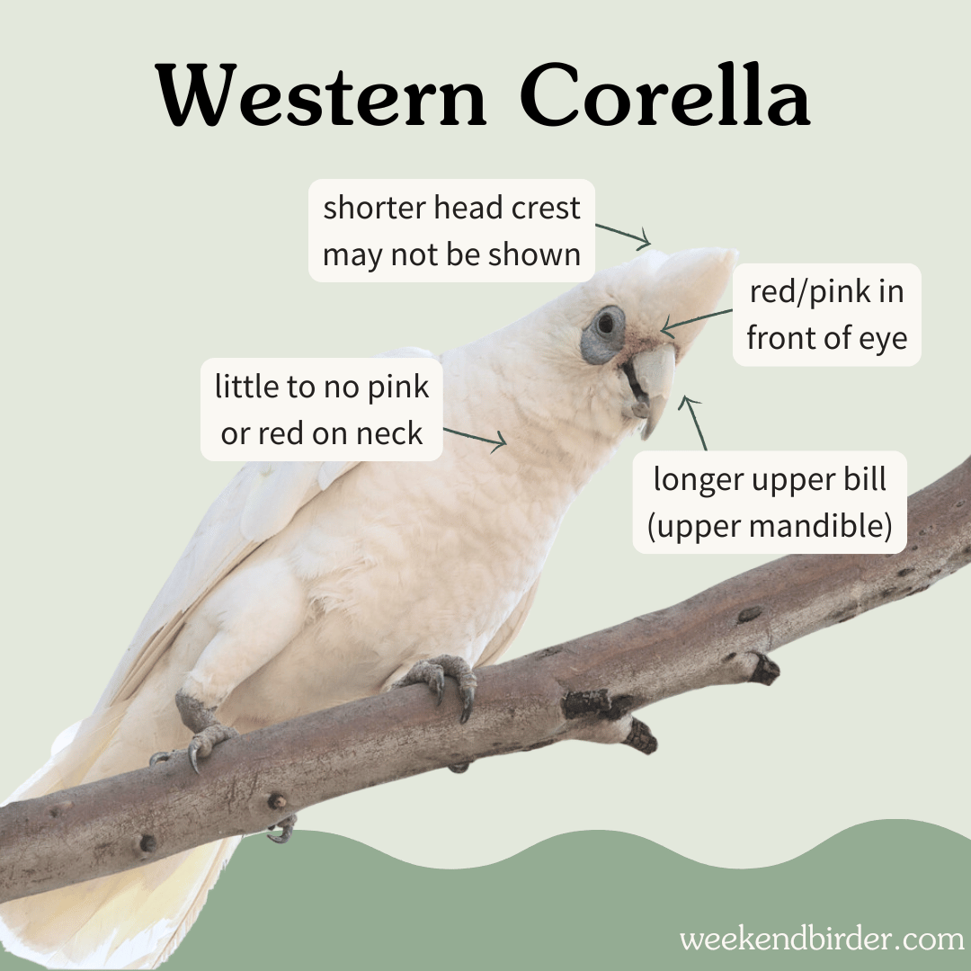 Identify Australian Corellas | Weekend Birder