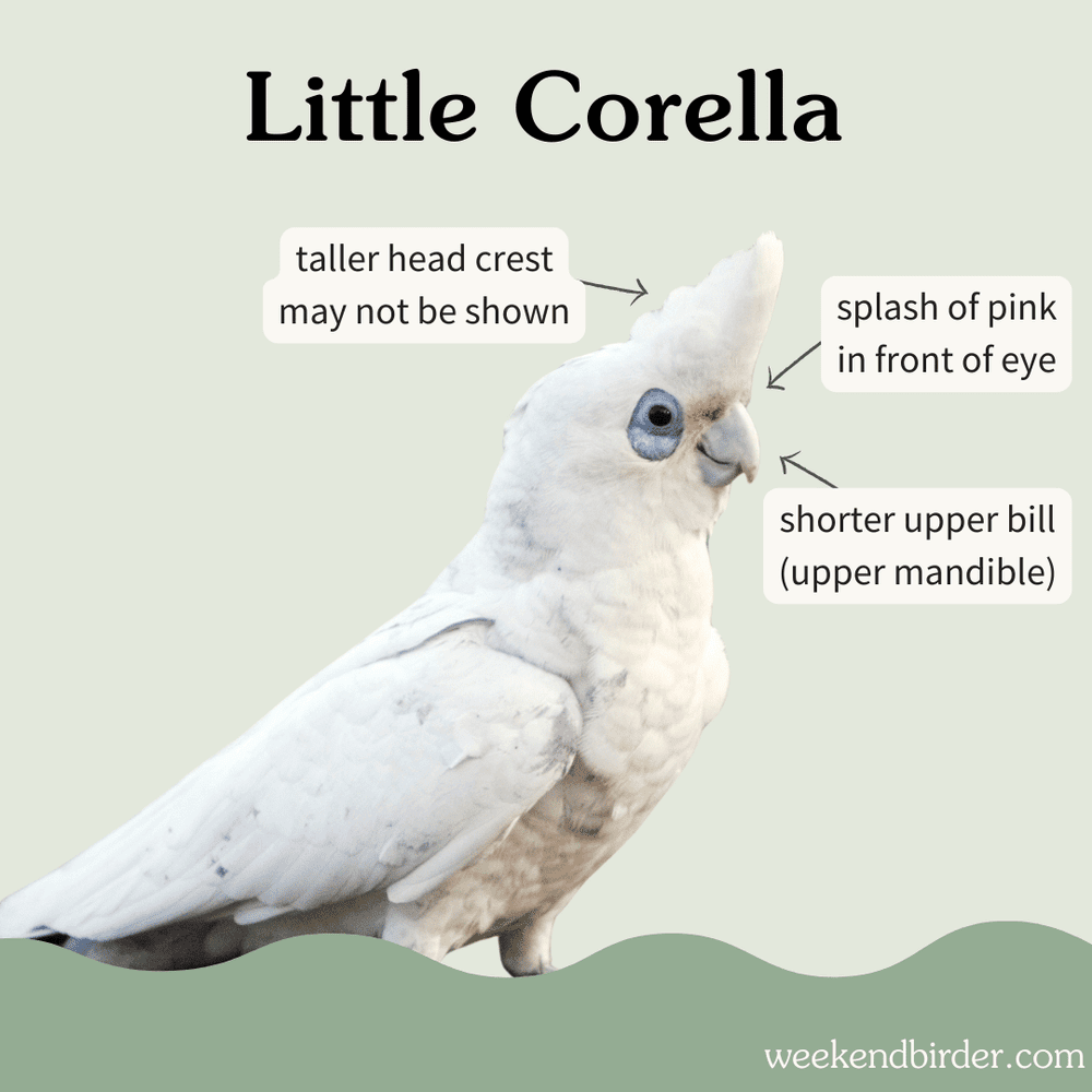 Corellas of Australia ID Guide | Weekend Birder