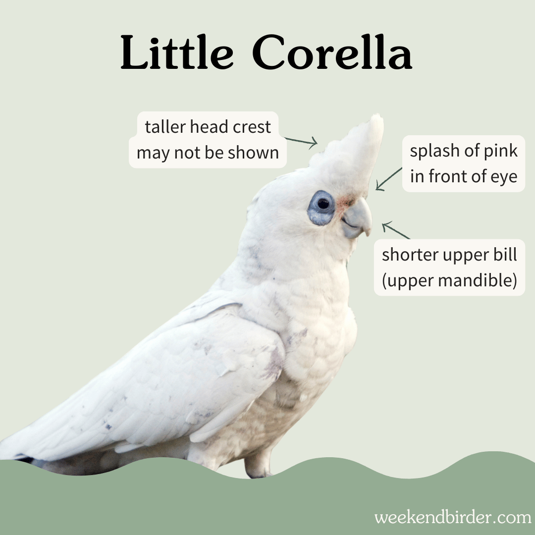 Identify Australian Corellas | Weekend Birder