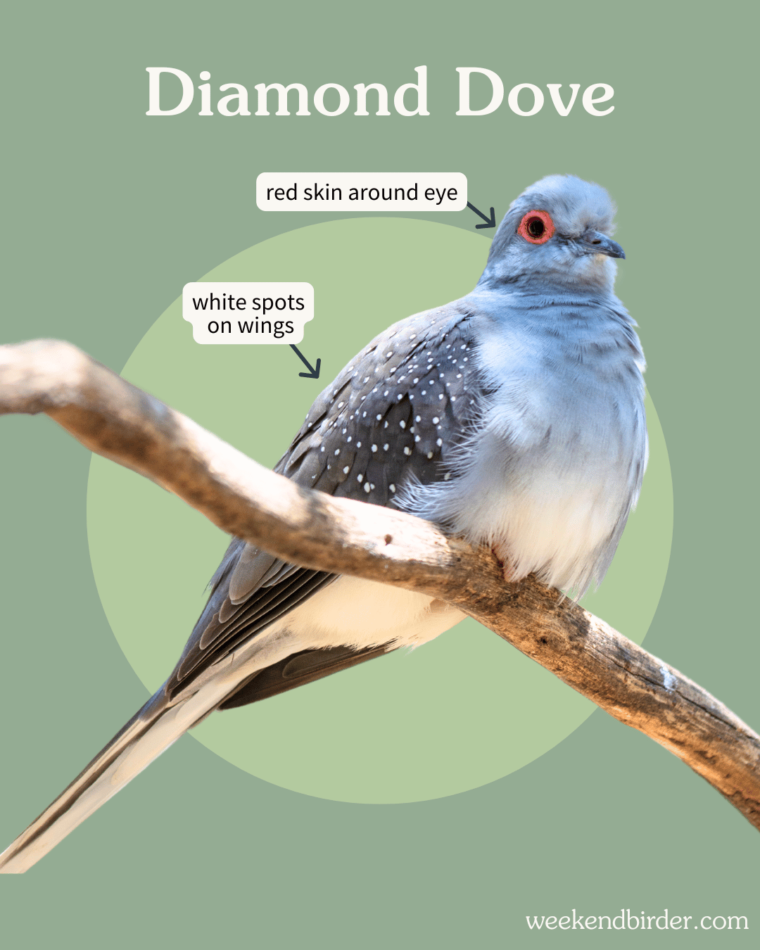 Identify Australian Pigeons and Doves | Weekend Birder