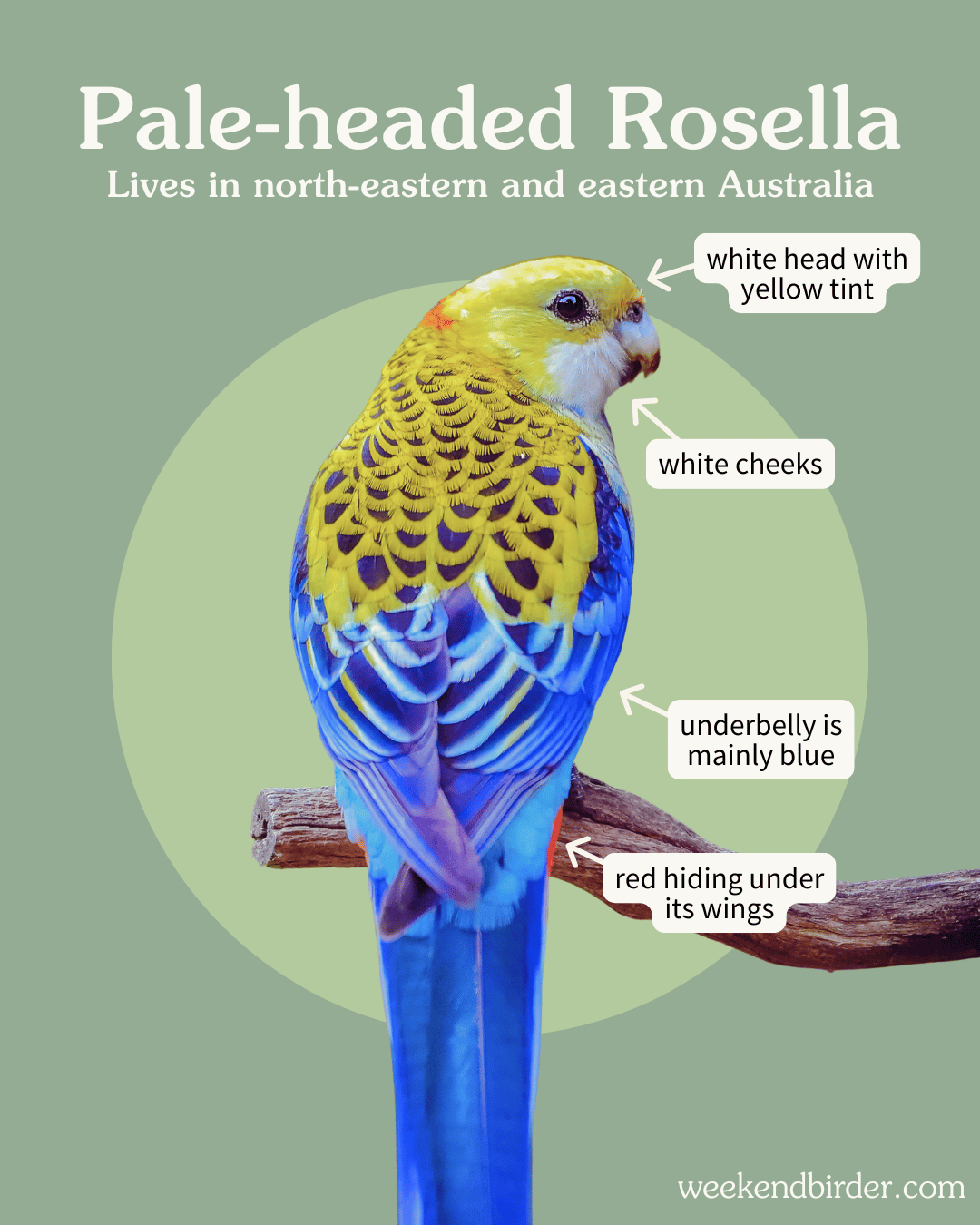 Identify Australian Rosellas | Weekend Birder