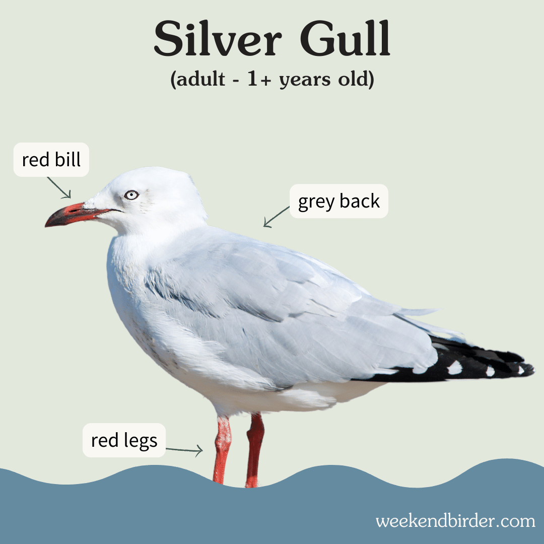 Identify Australian Gulls | Weekend Birder