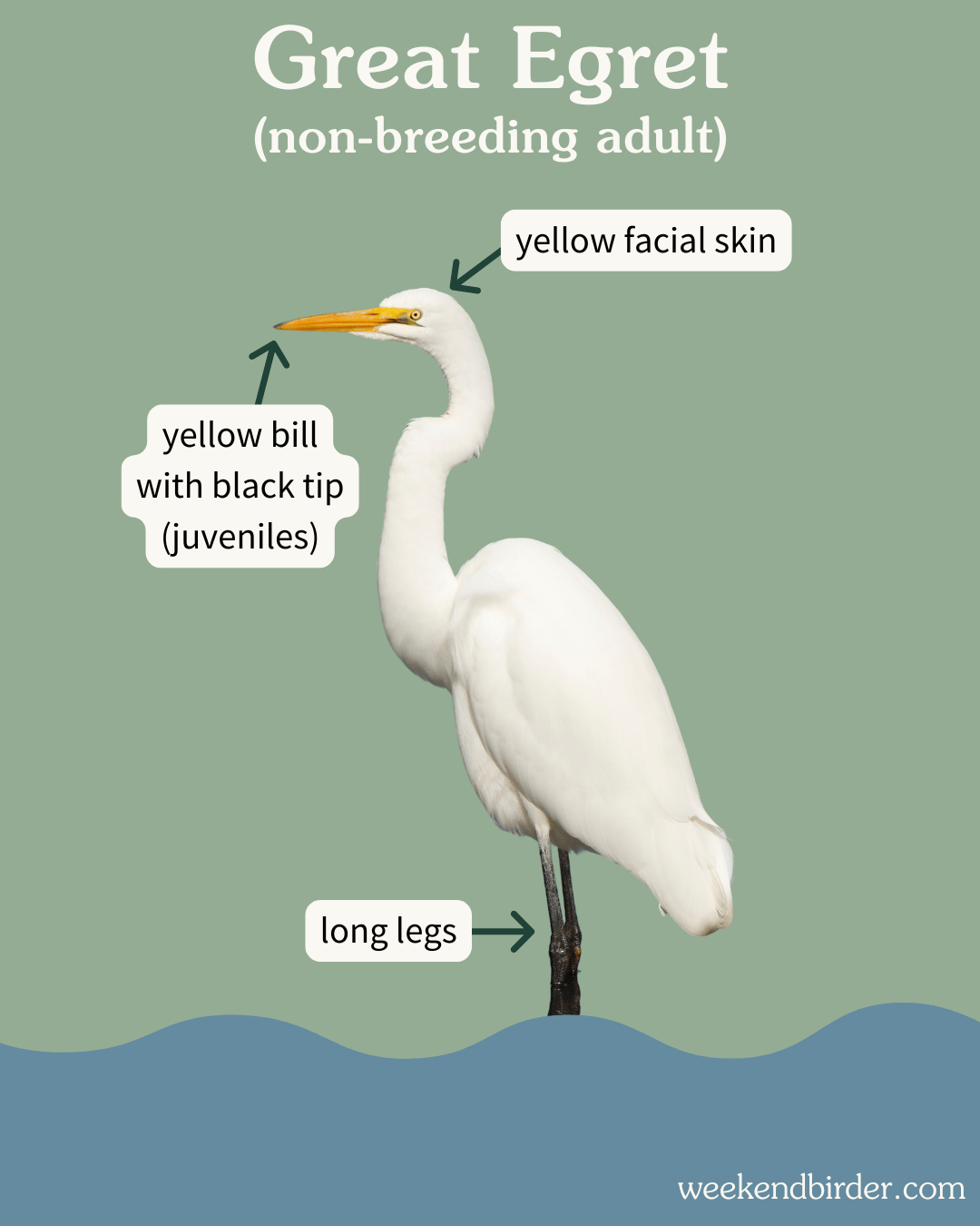 Identify Australian Egrets | Weekend Birder