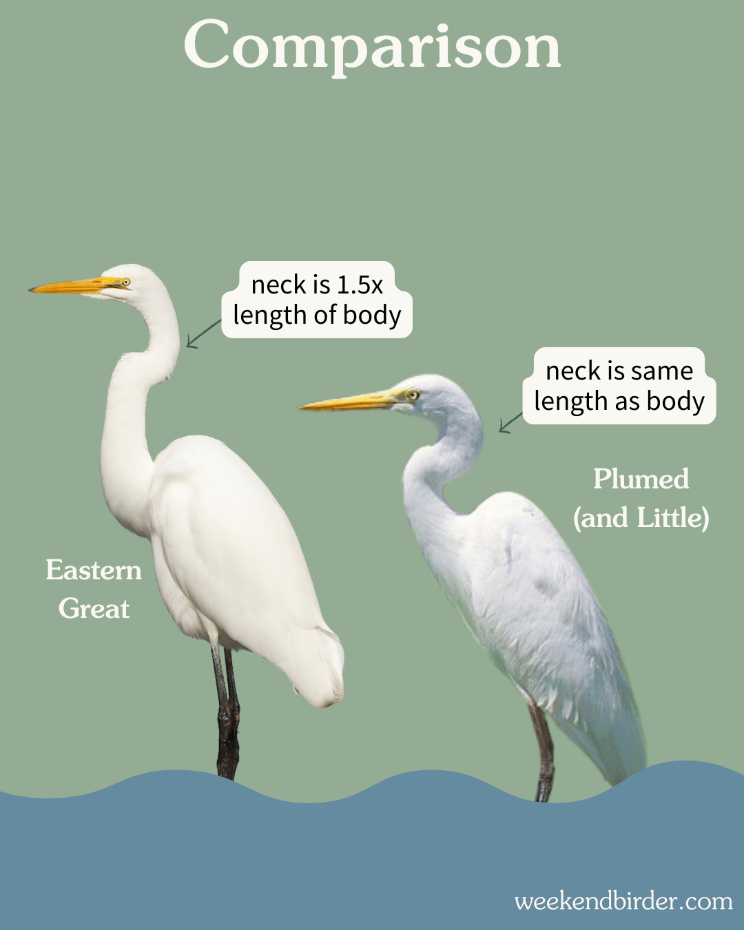 Identify Australian Egrets | Weekend Birder